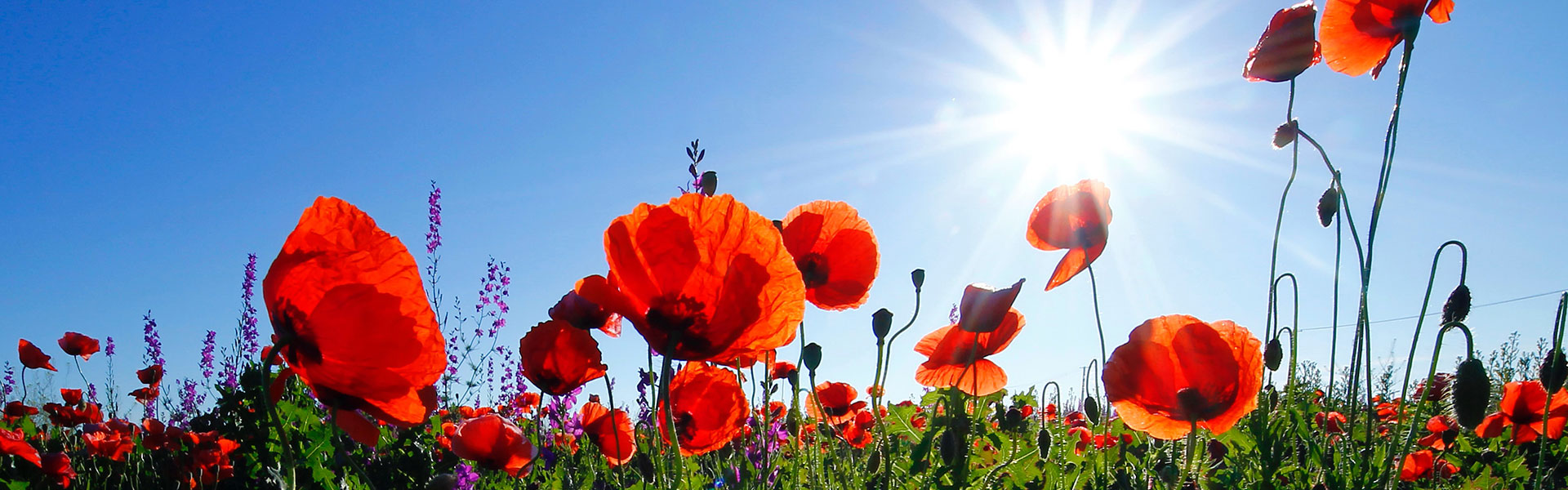 Home | Strathcona Elementary